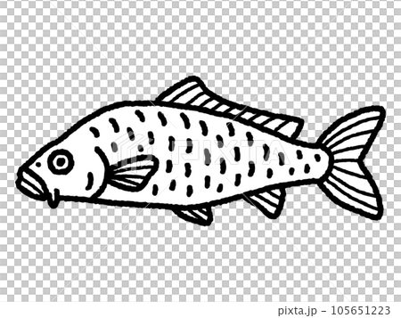 Carp, carp, fish, line drawing - Stock Illustration [105651223] - PIXTA