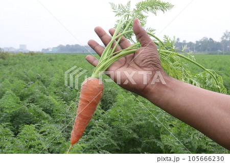 carrot with tree on farm for harvestの写真素材 [105666230] - PIXTA