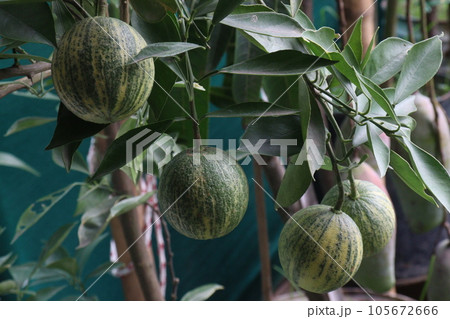 Variegated pink lemon fruit on tree in farmの写真素材 [105672666] - PIXTA
