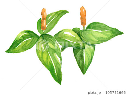 水彩画 ヒハツのイラスト素材 [105751666] - PIXTA