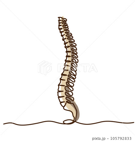 Chiropractor spine. Continuous one line drawing...のイラスト素材 [105792833 ...