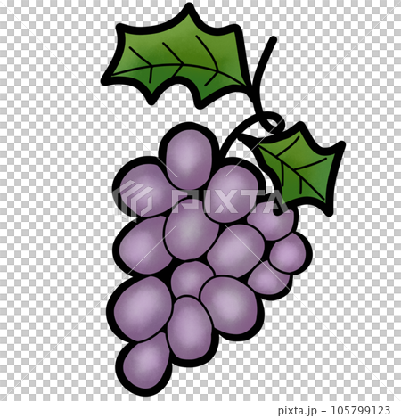 Grapesのイラスト素材 [105799123] - PIXTA