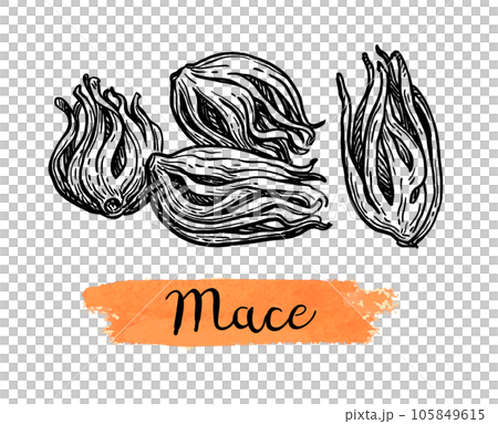 Mace spice ink sketch. - Stock Illustration [105849615] - PIXTA