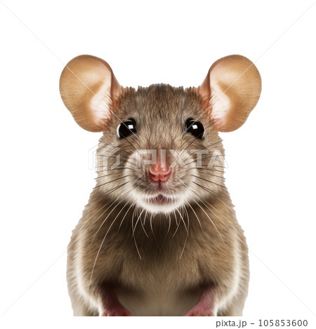 Cute rat face isolatedのイラスト素材 [105853600] - PIXTA