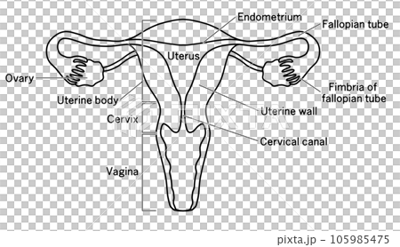 Diagram Of The Uterus Simple Printable Schematic Diagram Of Suturing