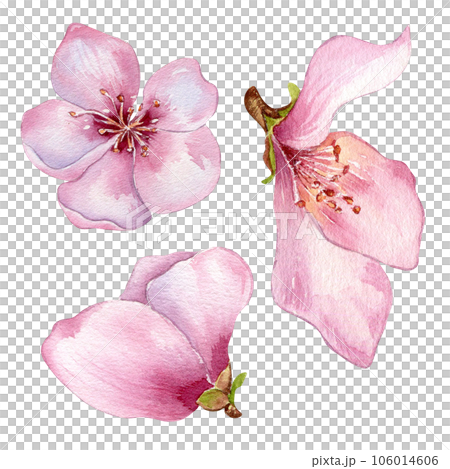 Set of pink flowers of peach tree watercolor...-插圖素材 [106014606] - PIXTA圖庫