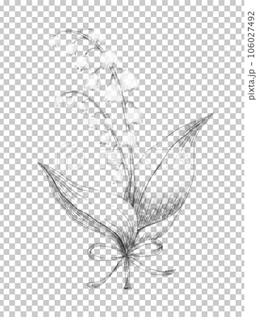Line drawing lily of the valley Transparent... - Stock Illustration ...