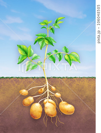 Potato Tuber Sprouting Diagrams