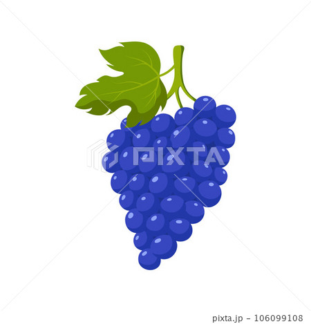 Funny cartoon grape. Cute fruit. Vector food...のイラスト素材 [106099108] - PIXTA