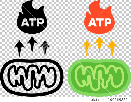 Icon of mitochondria synthesizing ATP - Stock Illustration [106169822 ...