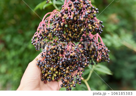 Not ripe clusters with elderberries on a bushの写真素材 [106185383] - PIXTA