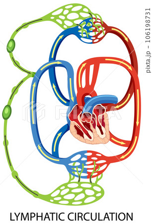 Lymphatic Circulation Diagram Lymphatic System: Facts, Functions