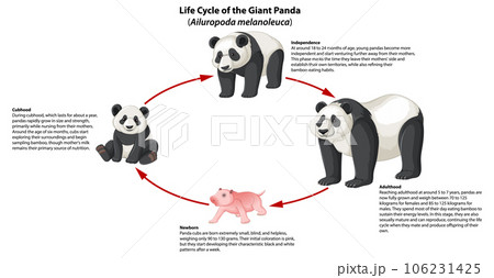 Biology Study: Panda Life Cycle Infographicのイラスト素材 [106231425] - PIXTA