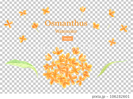 Osmanthus material set drawn in watercolor... - Stock Illustration ...