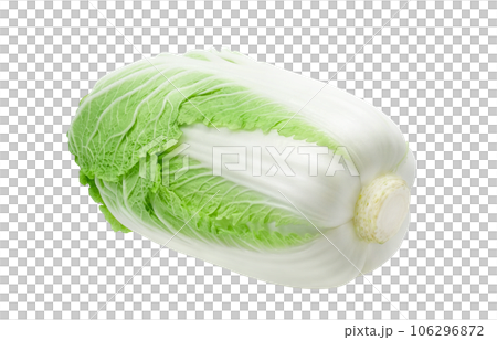 chinese cabbage illustration real - Stock Illustration [106296872] - PIXTA