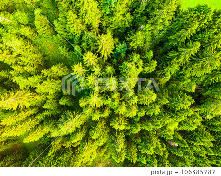 A lush, vibrant forest of conifers stands tall,...の写真素材 [106385787] - PIXTA