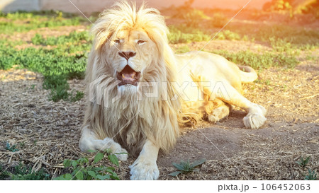 Lion with fluffy mane lies on fenced territory...の写真素材 [106452063] - PIXTA