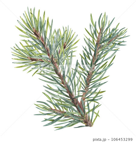 Watercolor Christmas Spruce, conifer branch....のイラスト素材 [106453299] - PIXTA