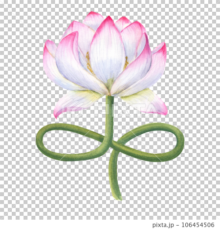 Delightful lotus flower with curving stem.... - Stock Illustration ...