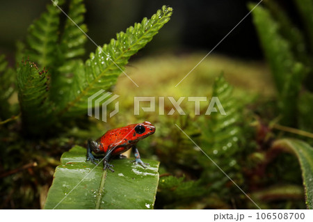 Strawberry Poison Dart Frog Habitat