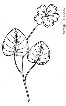 Viola Flower Line Drawing