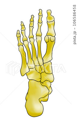 Unlabeled Foot Foot Line Art, Minimalist Foot Ankle Skeleton Anatomy