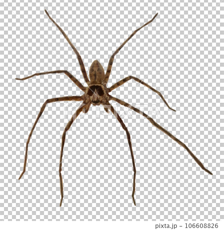 Cut out Huntsman Spider-插圖素材 [106608826] - PIXTA圖庫