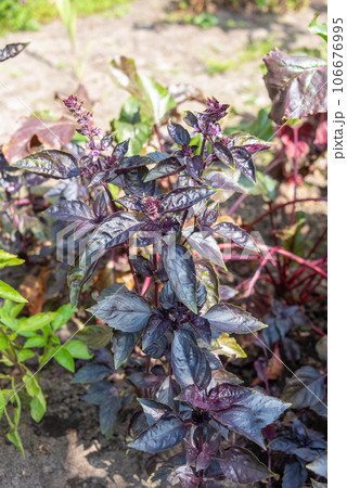 Red basil in a vegetable patch in a cottage...の写真素材 [106676995] - PIXTA