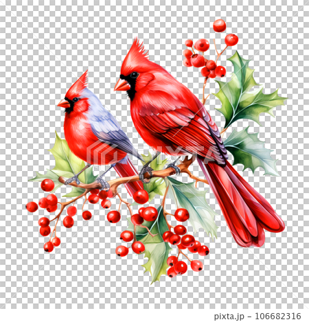 A Christmas red cardinals bird on holly branch... - Stock Illustration ...