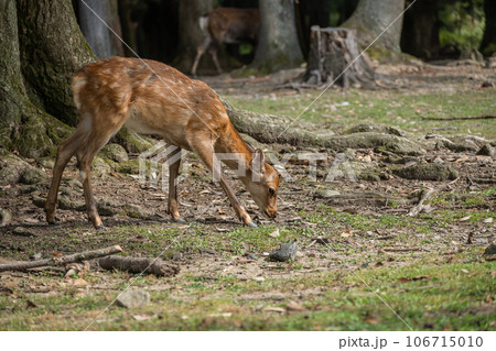 奈良公園の鹿 飛火野園地の写真素材 [106715010] - PIXTA