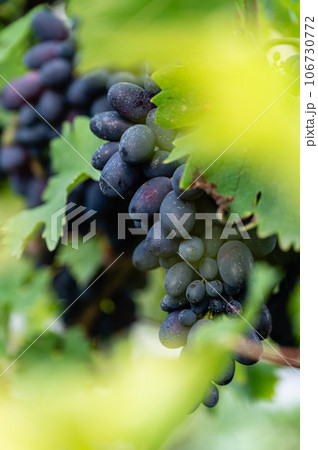 Large bunch of red grapes hanging, close-up.の写真素材 [106730772] - PIXTA