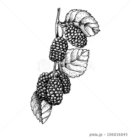 Mulberry and leaves, Mulberry sketch vector...のイラスト素材 [106816845] - PIXTA