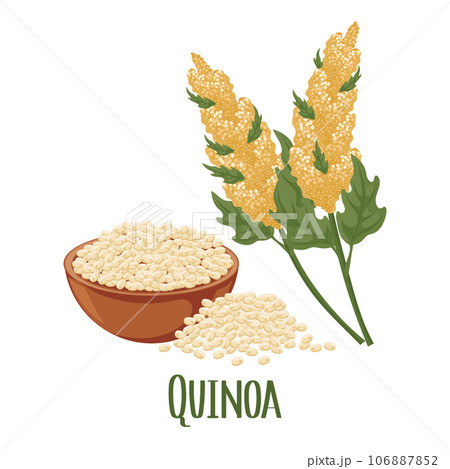 Set of quinoa grains and spikelets. Quinoa...のイラスト素材 [106887852] - PIXTA