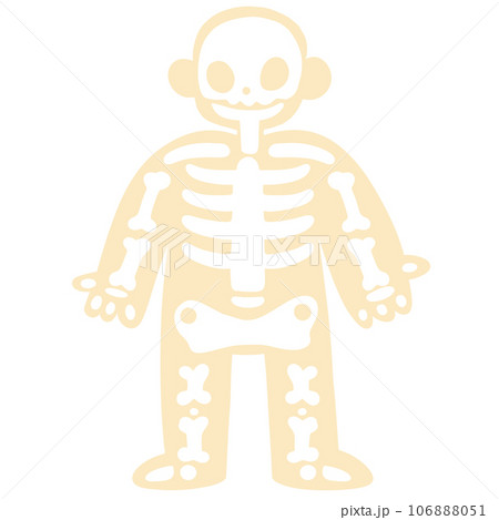 skeleton body system anatomy humanのイラスト素材 [106888051] - PIXTA
