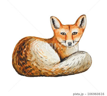 Hand draw fox, watercolor illustrationのイラスト素材 [106960616] - PIXTA