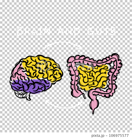 BRAIN AND GUTS Diagram Of Interaction Of Human...-插圖素材 [106975577 ...