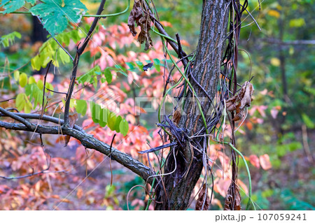 Autumn depression. Tree trunk with branches...の写真素材 [107059241] - PIXTA
