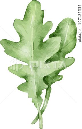 rocket vegetable watercolor illustration...のイラスト素材 [107125555] - PIXTA