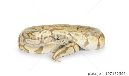Ball python on white backgroundの写真素材 [107182563] - PIXTA
