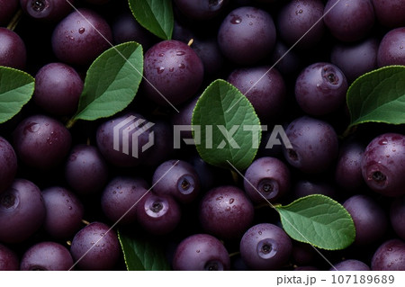 Close up of fresh Saskatoon berry, top view,...のイラスト素材 [107189689] - PIXTA