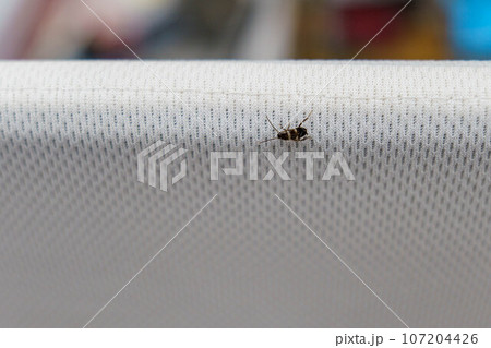 生まれたてで動き回るゴキブリの赤ちゃんの写真素材 [107204426] - PIXTA