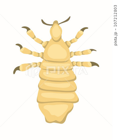 Vector isolated illustration of louse. Human...のイラスト素材 [107212803] - PIXTA