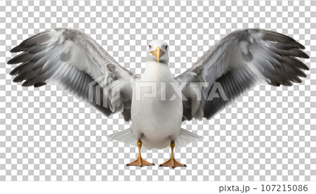 Seabird isolated on transparent background....のイラスト素材 [107215086] - PIXTA