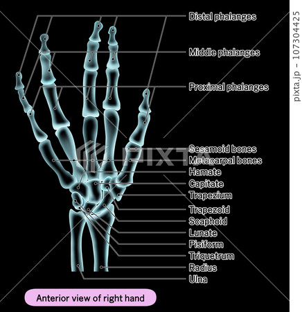 Xray Of Hand Bones X Ray Of The Right Hand. Bones In The Hand