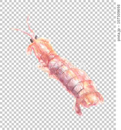 Illustration of a mantis shrimp painted in... - Stock Illustration ...