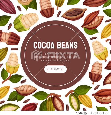 Cocoa Bean Banner Design with Brown Pod and...のイラスト素材 [107428108] - PIXTA