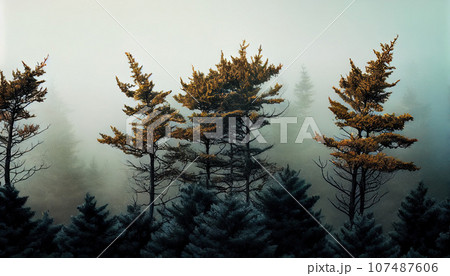 dark tree tops forest in heavy morning fog...のイラスト素材 [107487606] - PIXTA