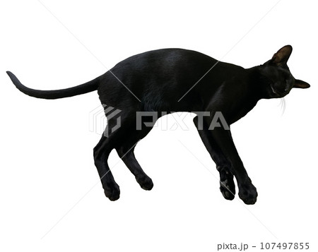 Black oriental cat with long black tailの写真素材 [107497855] - PIXTA