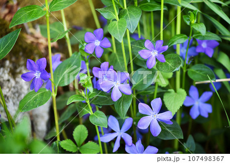Periwinkle blue flowers store