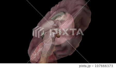 Pituitary gland is a small, pea sized gland...のイラスト素材 [107666373] - PIXTA